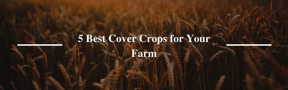 5 Best Cover Crops for Your Farm | CropCare